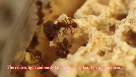 Ants Turn Unwelcome Lodgers Into A Useful Standing Army - Think ...