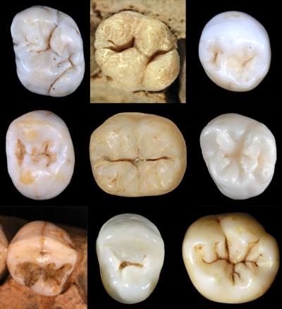 Missing Link: No Known Hominin Is Ancestor Of Neanderthals And Modern ...