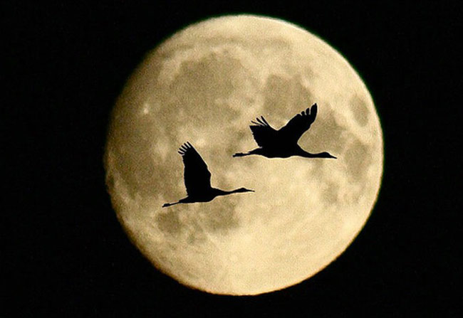 Coastal Birds Know Tides and Moon Phases - Think Research Expose ...