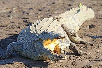 American alligators and South African crocodiles contaminated with ...